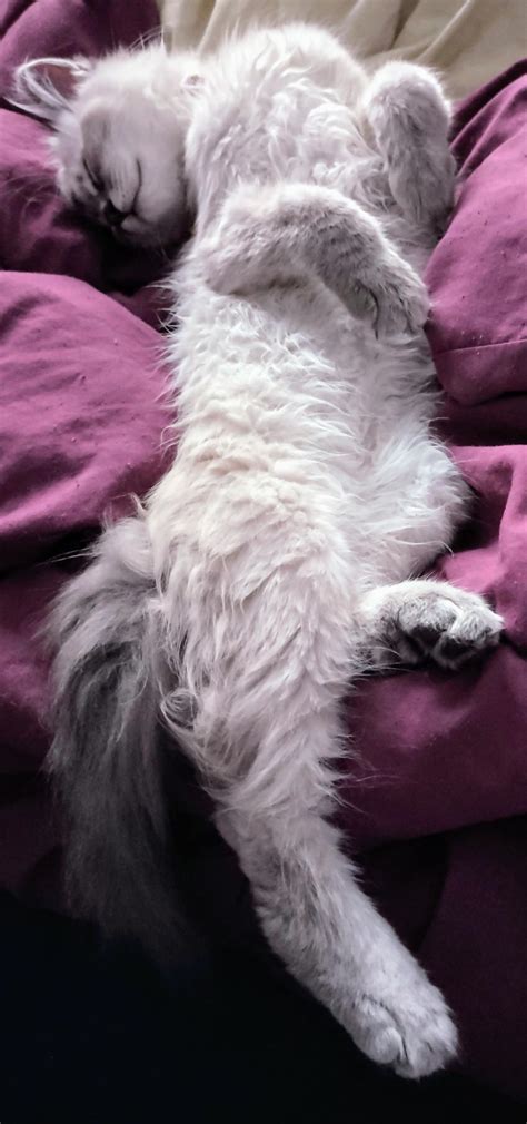 Lorelei Is All Tuckered Out Scrolller