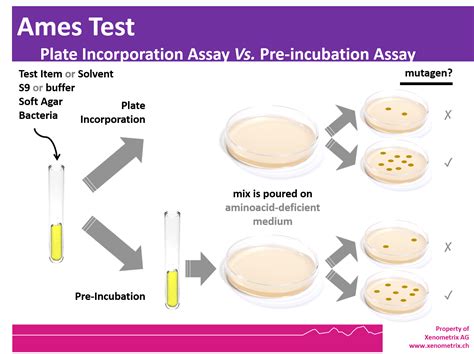 Ames Test Kit