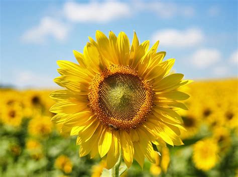 Sunflower Focus Photograph By Scb Captures Fine Art America