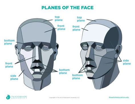 Planes Of The Face Flex Assessment Planes Of The Face Face