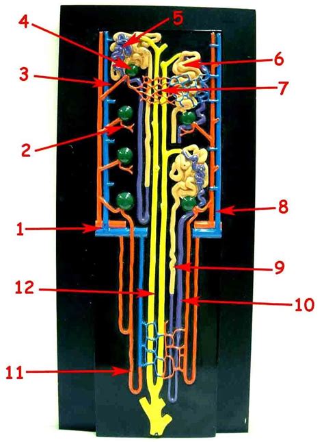 Nephron Diagram Quizlet