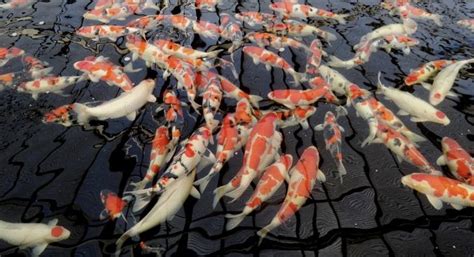 ปลาคาร์ฟ Ennxo