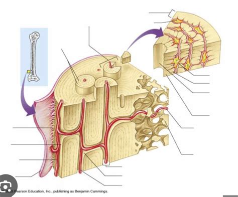 Microscopic Structure Of Bone Diagram Quizlet