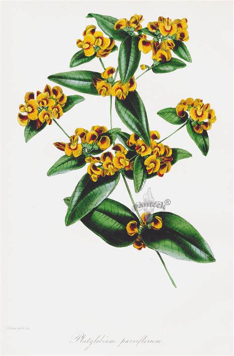 Joseph Paxton Antique Botanical Print 1834 Platylobium Panteek