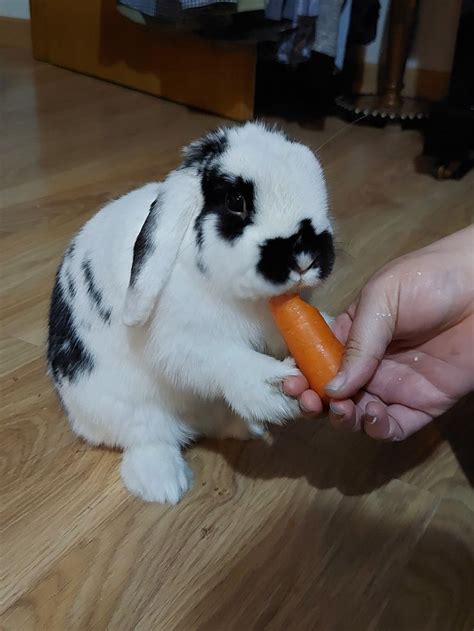 Just A Pic Of My Cute Lil Bunny