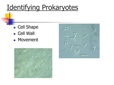 Bacteria The Prokaryotes Eubacteria And Achaea Ppt Download