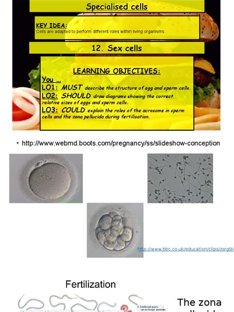 Lesson 12 Sex Cells Pdf