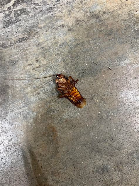 What Kind Of Roach Is This They Infested My Work Rinsects
