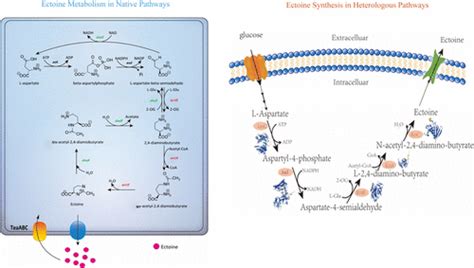 Acs Synthetic Biology Vol 14 No 2 Acs Publications