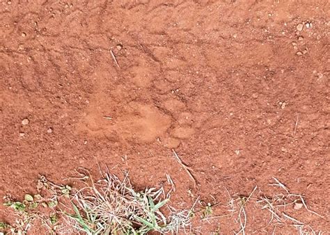 Identifying Big Cat Tracks In Africa Wildest
