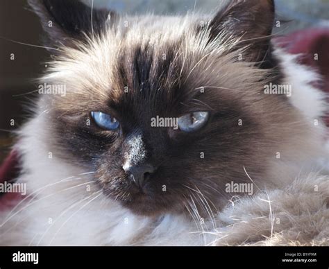 Seal Point Himalayan Siamese Mix