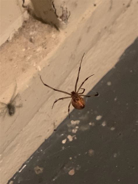 What Kind Of Spidee R Whatisthisbug