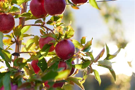 Learn More Wildtwist Apples