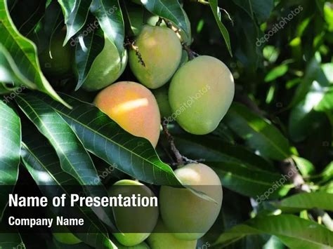 Tree Ripe Mangos Powerpoint Template Tree Ripe Mangos Powerpoint