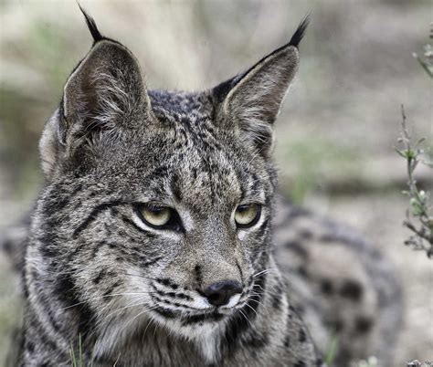 Mundo Iberico El Lince Iberico