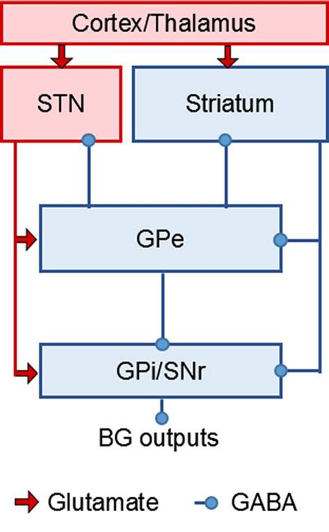 Basal Ganglia Pathway
