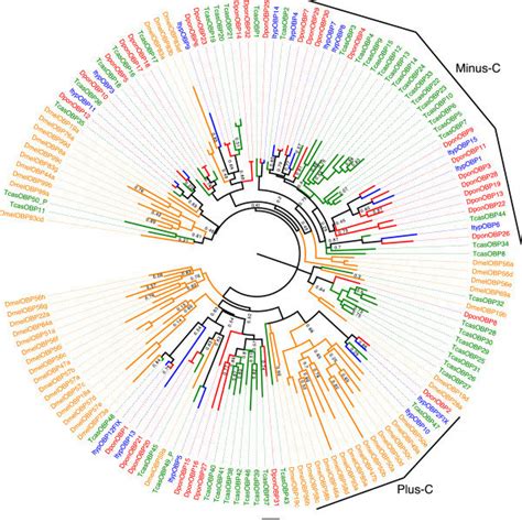 maximum likelihood dendrogram based on protein sequences of candidate