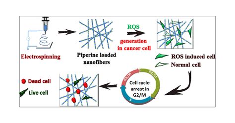 Engineering A Piperine Eluting Nanofibrous Patch For Cancer Treatment Acs Biomaterials Science