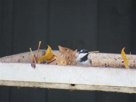 Carolina Chickadee