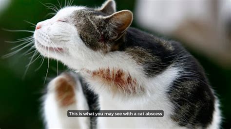 Does Your Cat Have An Abscess Do This At Home Veterinary Secrets