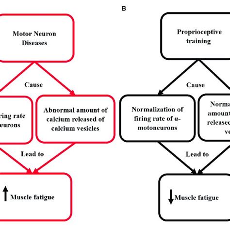 This Diagram Illustrates The Effect Of Proprioceptive Training On