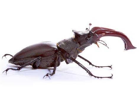 Premium Photo Stag Beetle