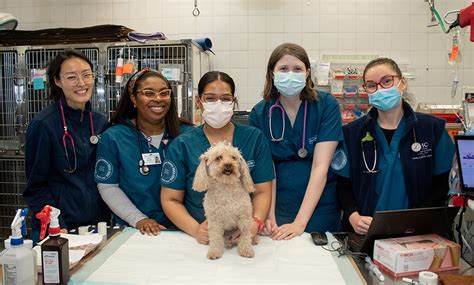Veterinary Technician Pictures