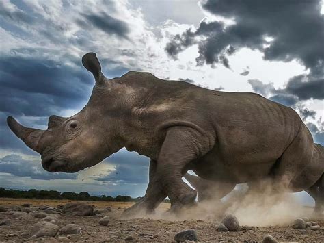 100 Rhino Pictures