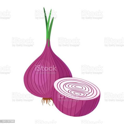 붉은 양파 녹색 잎과 양파의 절반을 가진 양파 전체가 잘라냅니다 요리에 사용되는 맛있고 건강한 뿌리 채소 양파에 대한 스톡 벡터