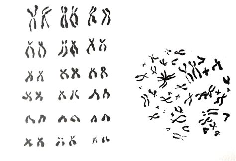 Genetics And Identity Drawing Group The Difficulty Of Building