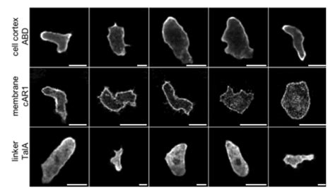 Figure 3 From Generative Adversarial Networks For Augmenting Training