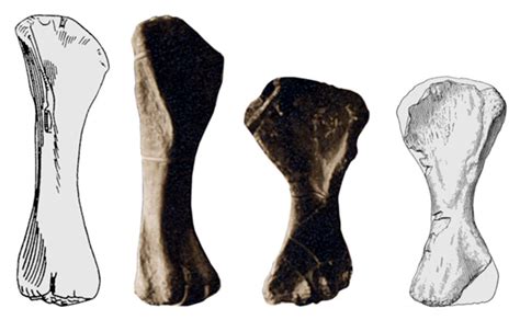 Palaeocast Palaeontology Podcasts