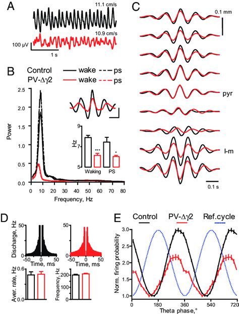 Theta Oscillations Are Reduced In Pv 2 Mice A Representative Signal Download Scientific