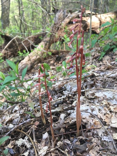 Spring Coralroot In April 2021 By Scott Morris · Inaturalist