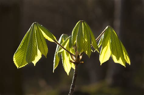 Spring Budding Green Free Photo On Pixabay Pixabay