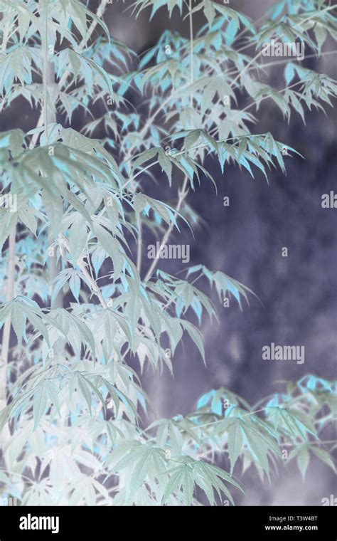 Elegant Abstract Japanese Zen Style Bamboo Tree Background Inverted