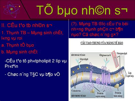 Ch­¬ng II. CÊu tróc tÕ bµo - ppt download