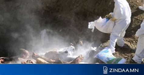 Үүлэнгөү ХХК хөгцтэй үхсэн малын мах бэлтгэж байсан нь тогтоогджээ