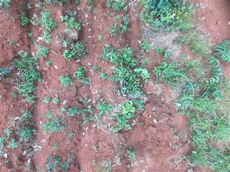 Cassava Detection Object Detection Dataset By Mitchell
