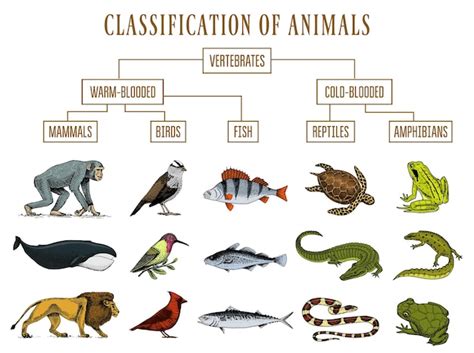 Premium Vector A Page That Says Classic Animals Of Animals And Animals