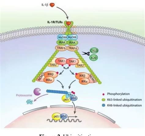Figure 2 From Progress And Challenges Of Protac In The Development Of