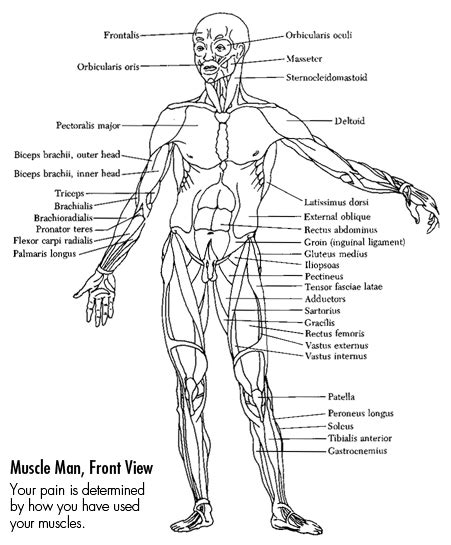 Sartorius Trigger Points Sartorius Trigger Points