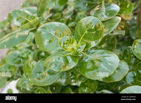 Shiny Leaf Plant Or Looking Glass Bush Outdoors Closeup View Stock