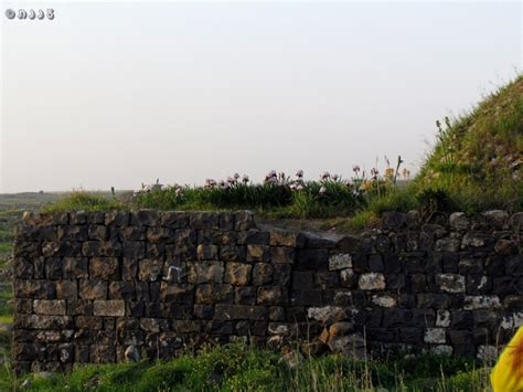 איריס החרמון Iris Hermona פרחים פרפרים וכל מיני