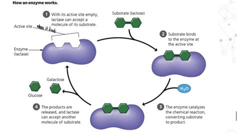 Unit 2 Test Part 3 Flashcards Quizlet
