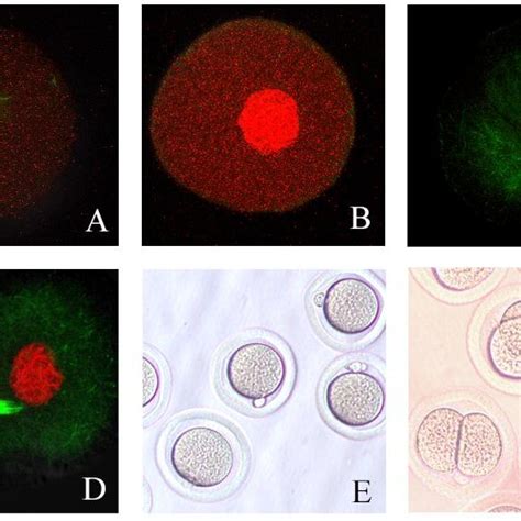 Confocal Micrographs Of Oocyte Activation Process A Matured Oocyte Download Scientific