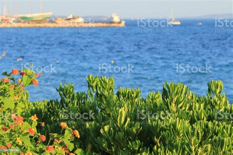 화창한 날 바다 경치를 배경으로 녹색 식물의 얕은 초점 샷 0명에 대한 스톡 사진 및 기타 이미지 0명 경관 관광 리조트 Istock