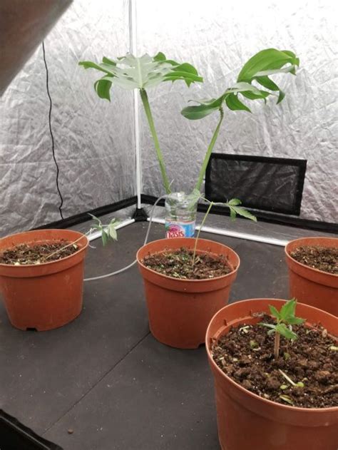 Female Seeds Sexbud Grow Journal By Sexbudlover Growdiaries