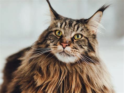 Maine Coon Cat How Much Do They Cost Ultimate Price Guide 2025 Pawflick