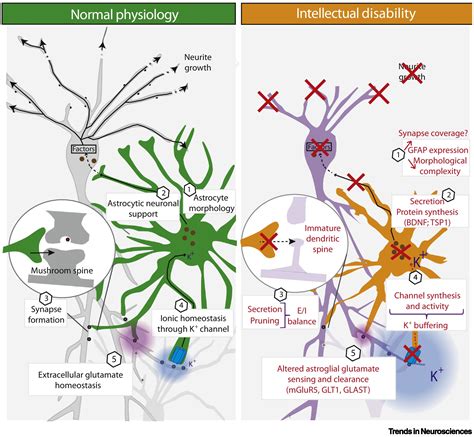 Do Astrocytes Play A Role In Intellectual Disabilities Trends In